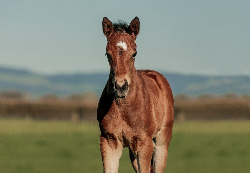 Waikato Stud – Waikato Stud Matamata
