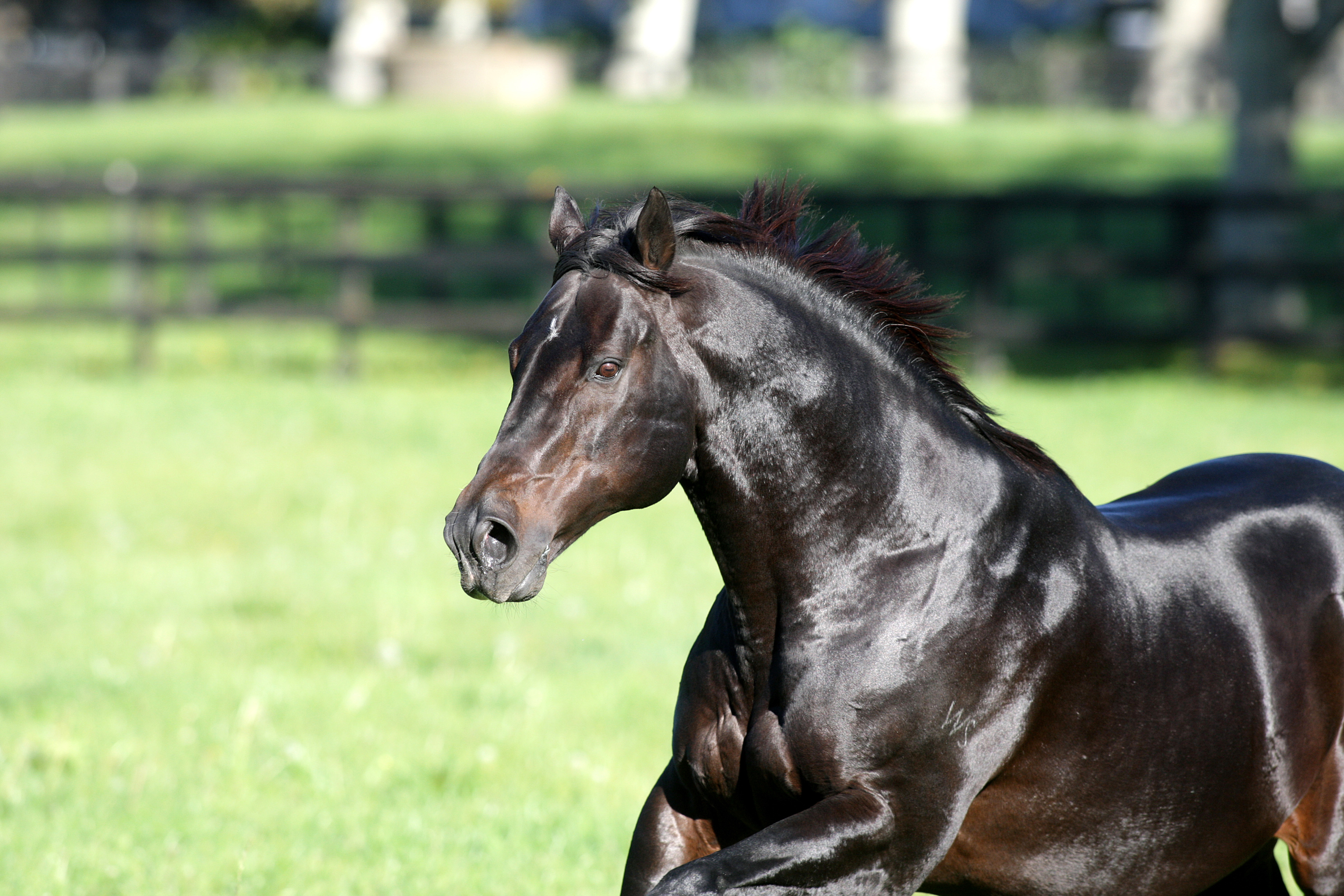 O’Reilly and Pins Leading the Australasian Way | Waikato Stud