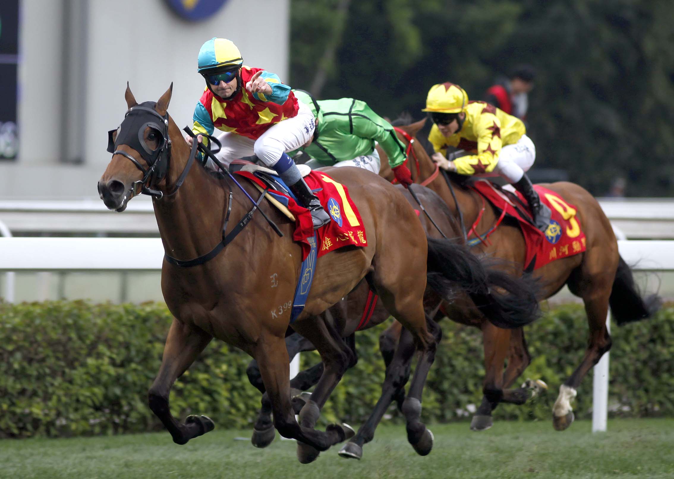 Pins Gelding Ambitious Dragon Rated Top NZ Bred | Waikato Stud