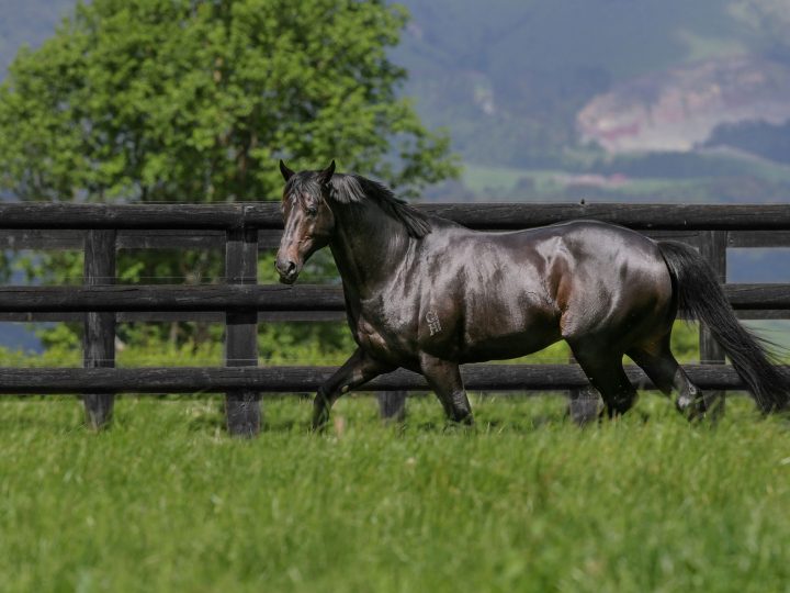 Savabeel | Waikato Stud