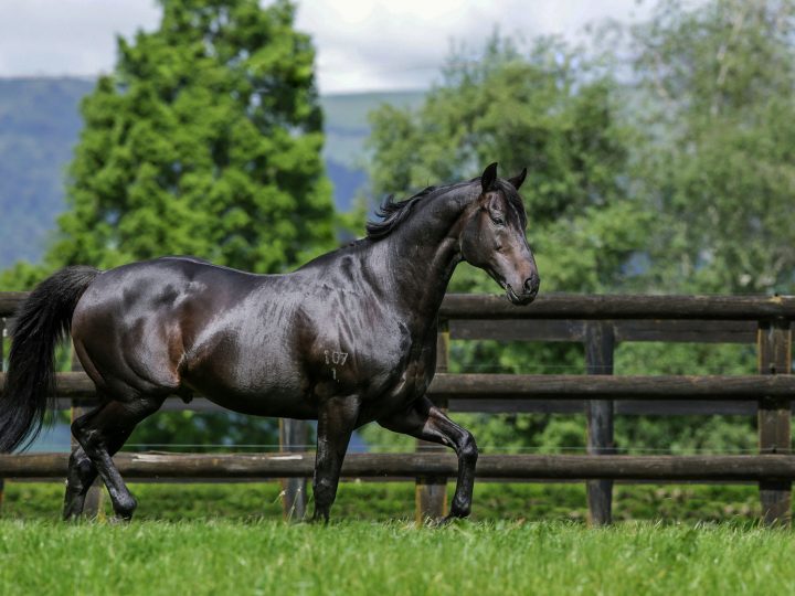 Savabeel | Waikato Stud