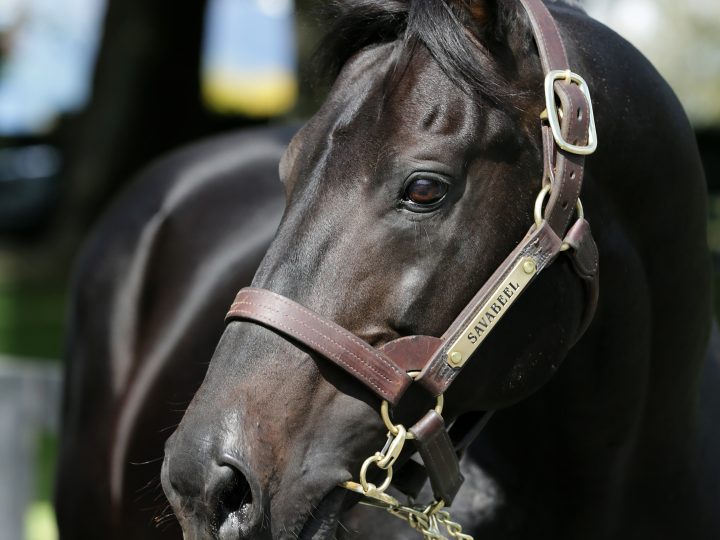 Savabeel | Waikato Stud