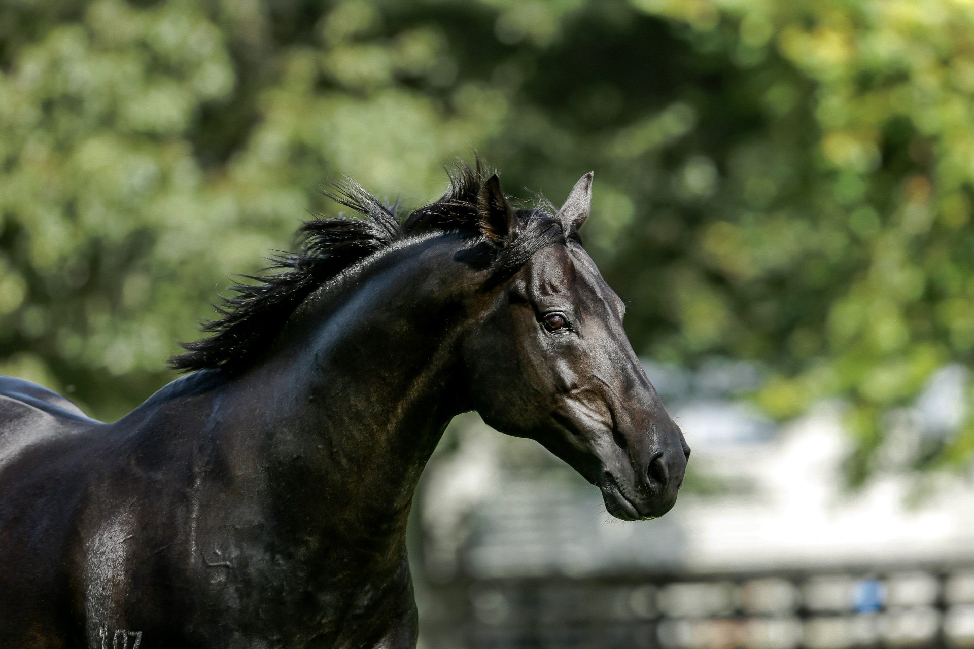 Savabeel – Waikato Stud