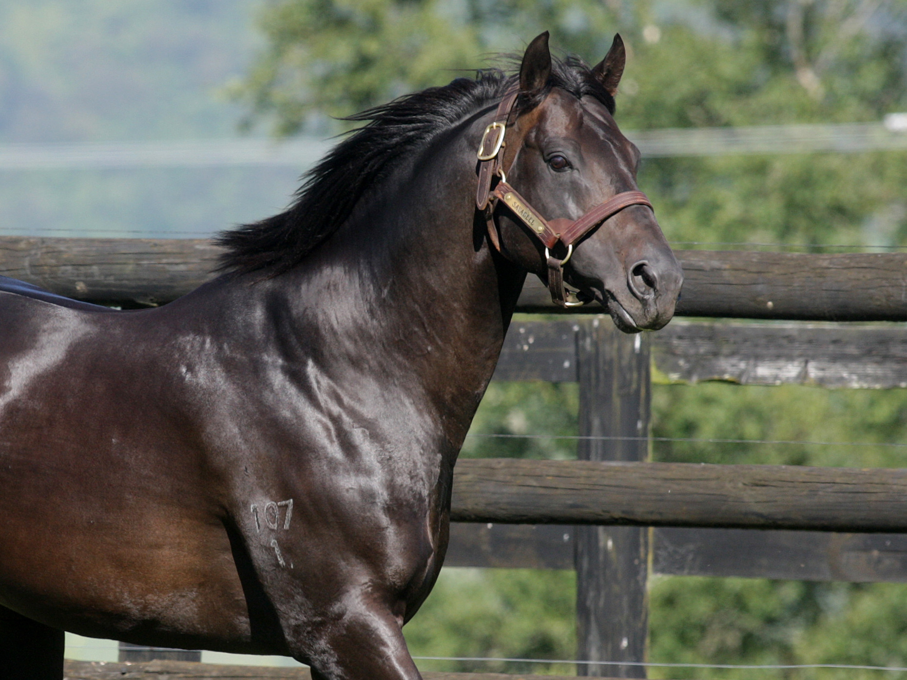 Trainers rate Savabeel filly’s 3YO prospects – Waikato Stud