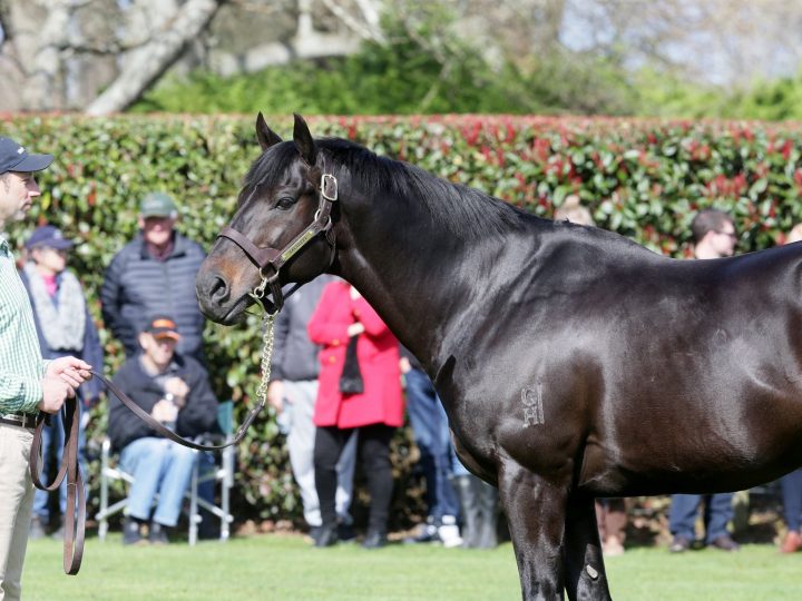Savabeel – Waikato Stud