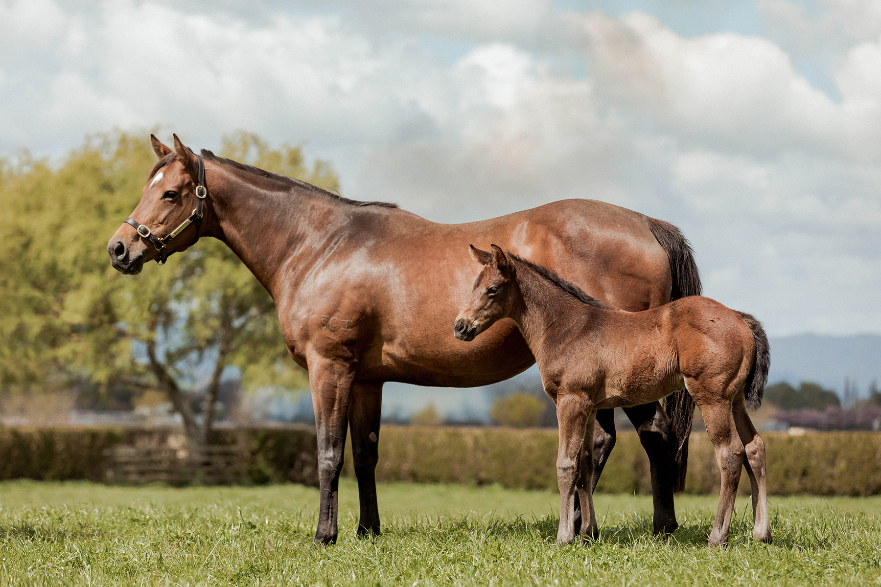 Famous Foals - Savabeel x Halloween colt | Waikato Stud
