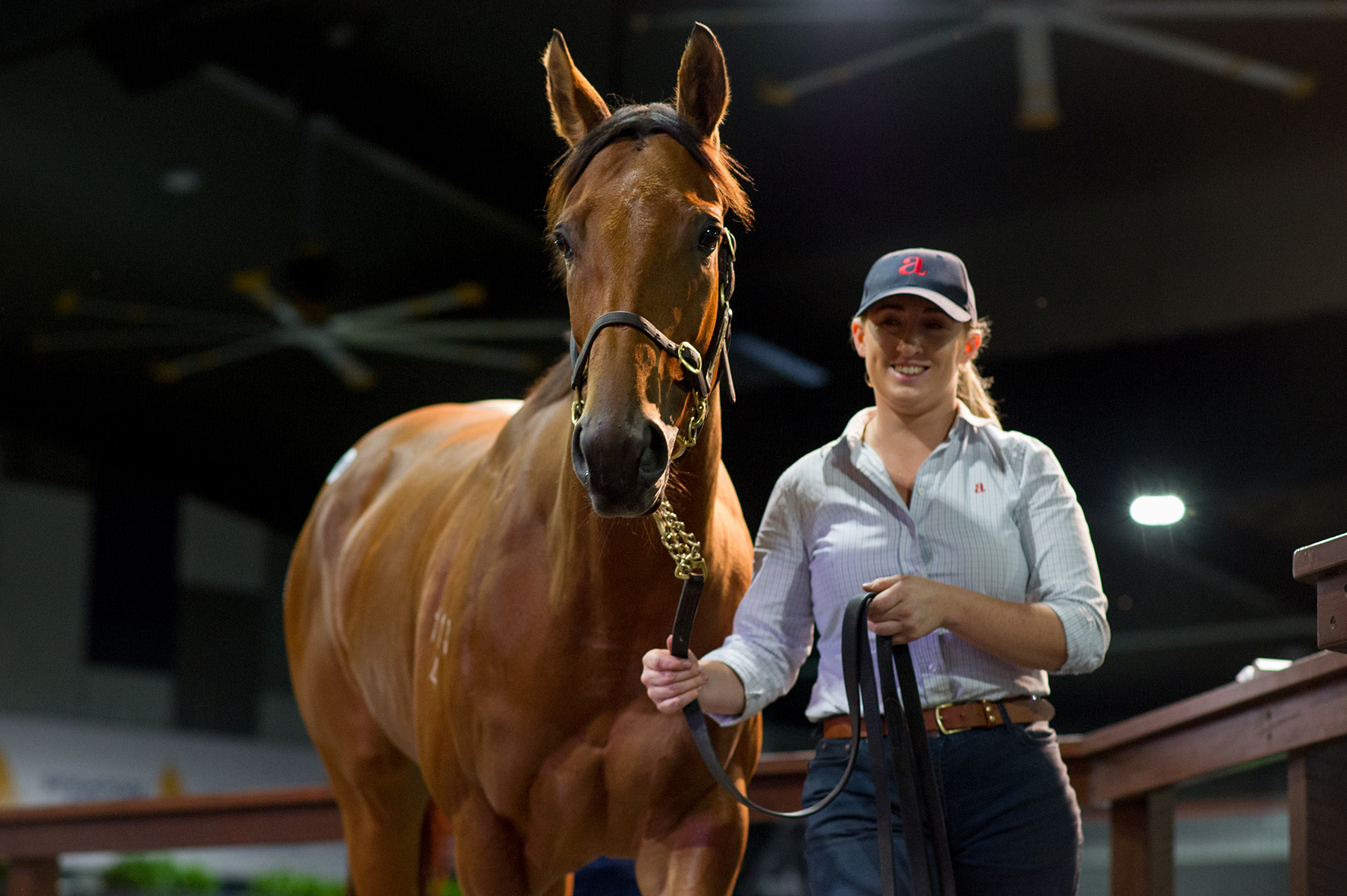 Savabeel mare makes seven figures | Waikato Stud