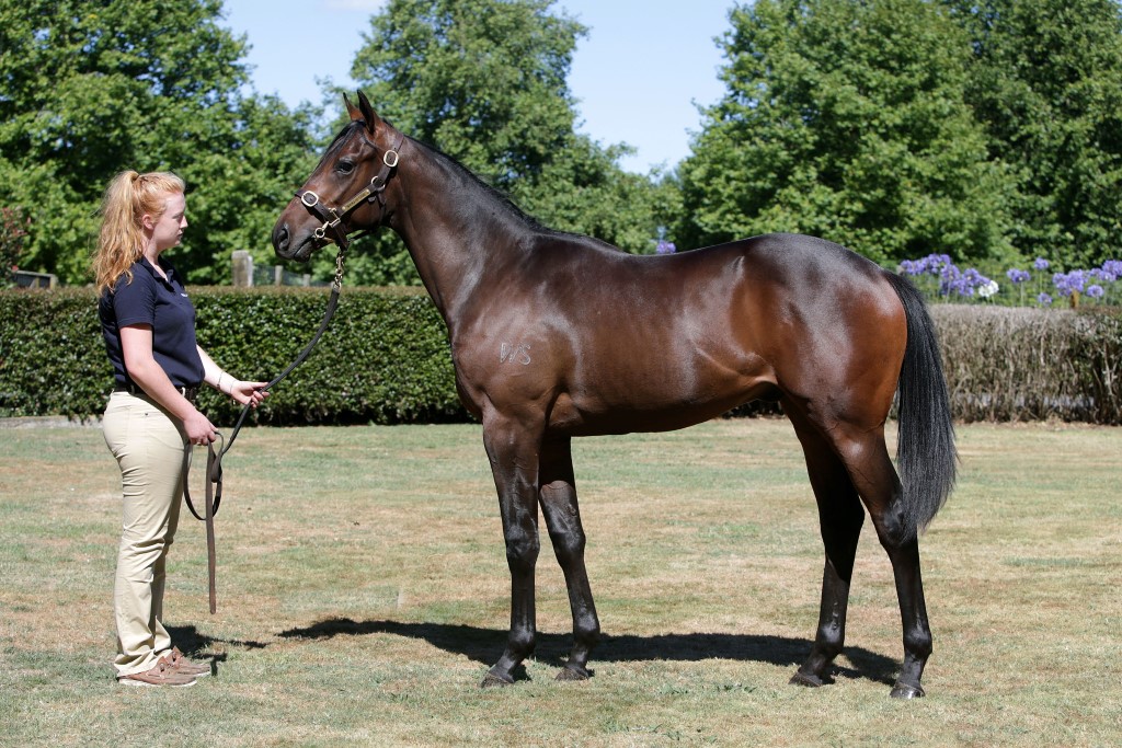 Savabeel colt stars | Waikato Stud