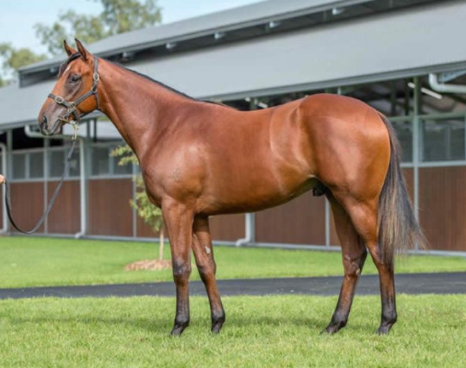 Around the farm with Mark Chittick – Waikato Stud