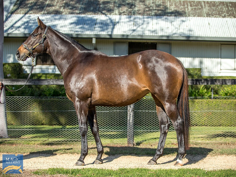 Stud graduate popular at Gold Coast – Waikato Stud