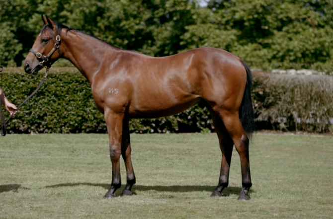 Tivaci’s First Crop Continuing to Impress – Waikato Stud