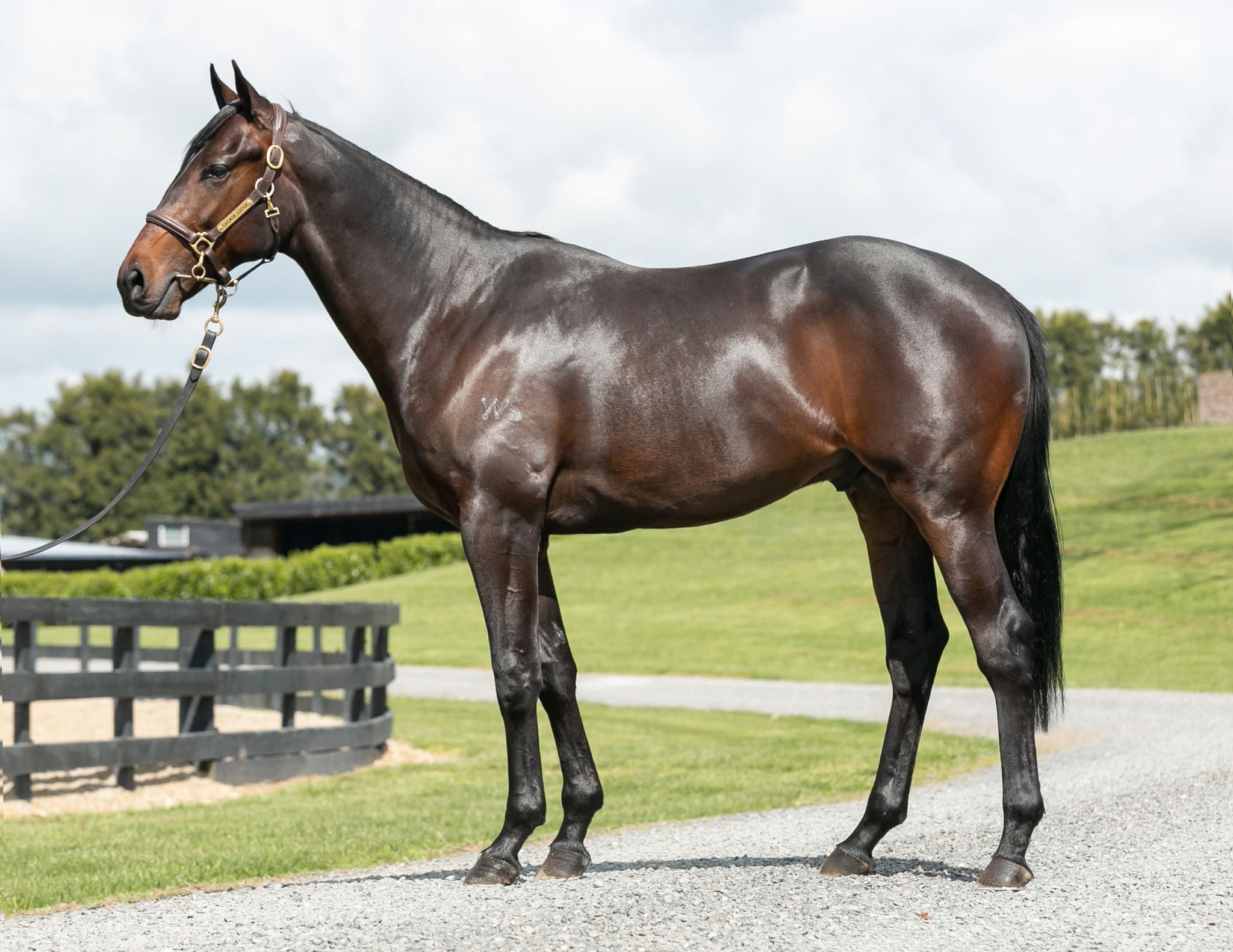 Family Comes First Again For Waikato Stud Waikato Stud family-comes-first-again-for-waikato-stud-waikato-stud