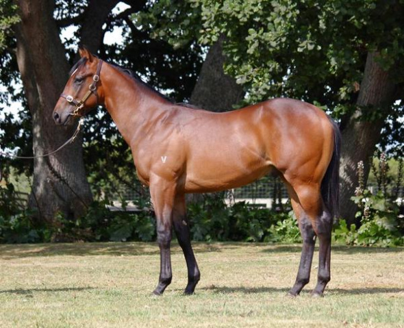 Scribe an ongoing success story – Waikato Stud