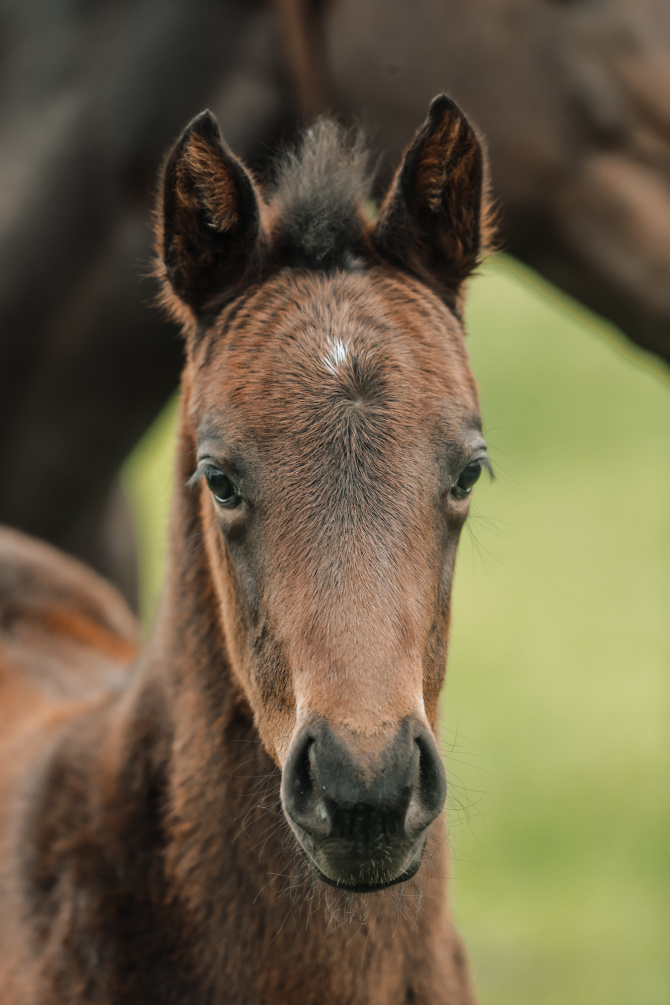 2022 Foal Gallery – Waikato Stud