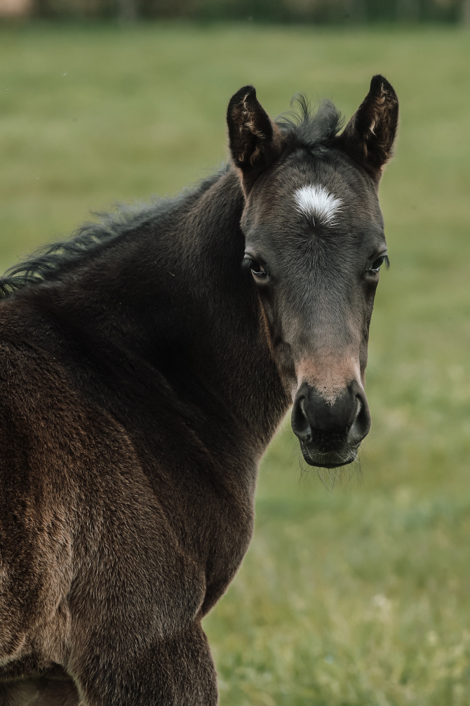 2022 Foal Gallery – Waikato Stud