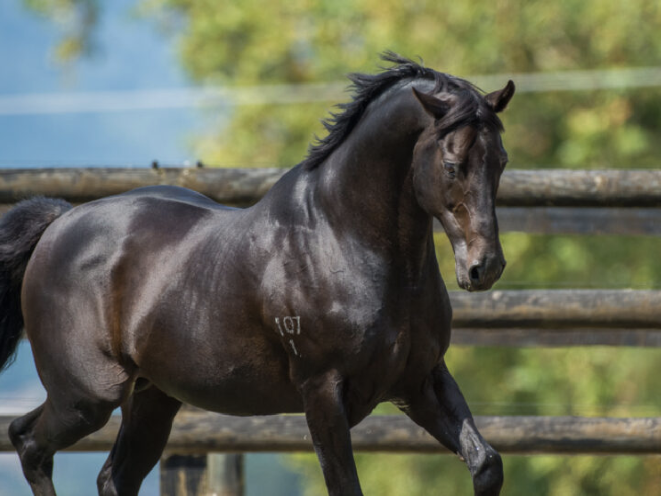 Mare back to winning ways – Waikato Stud