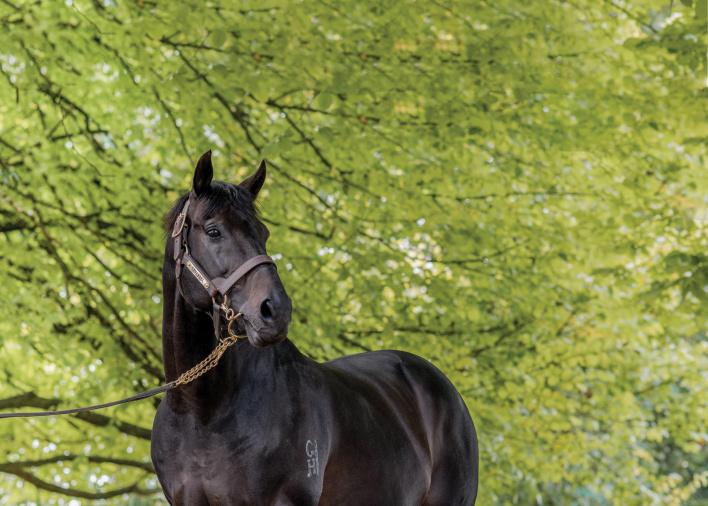 Savabeel – Waikato Stud