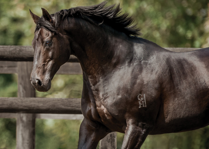 Savabeel – Waikato Stud