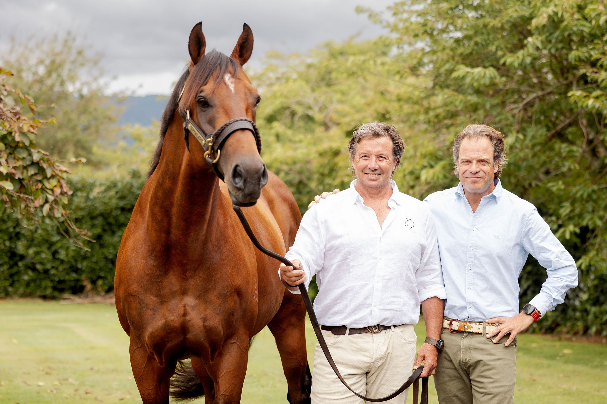 NZ-made sire sensation Super Seth heads to Coolmore – Waikato Stud